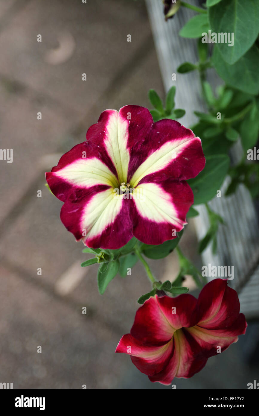 Variety petunias petunia hybrida hi-res stock photography and images ...