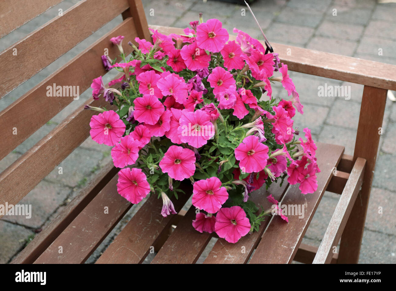 Starlet Dark Pink Petunia flowers Stock Photo - Alamy
