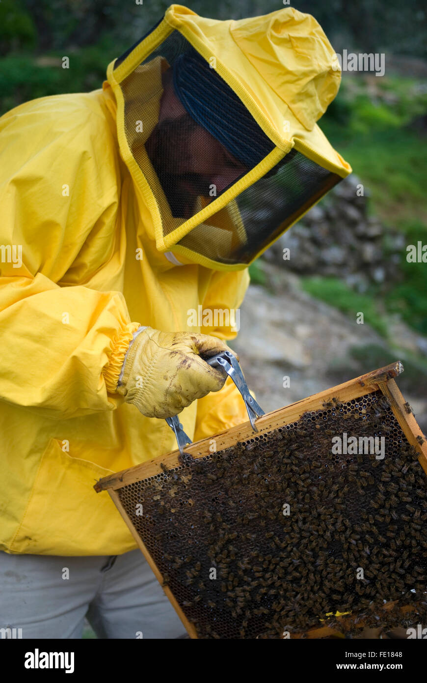Beekeeper lift queen bee excluder mesh Stock Photo - Alamy