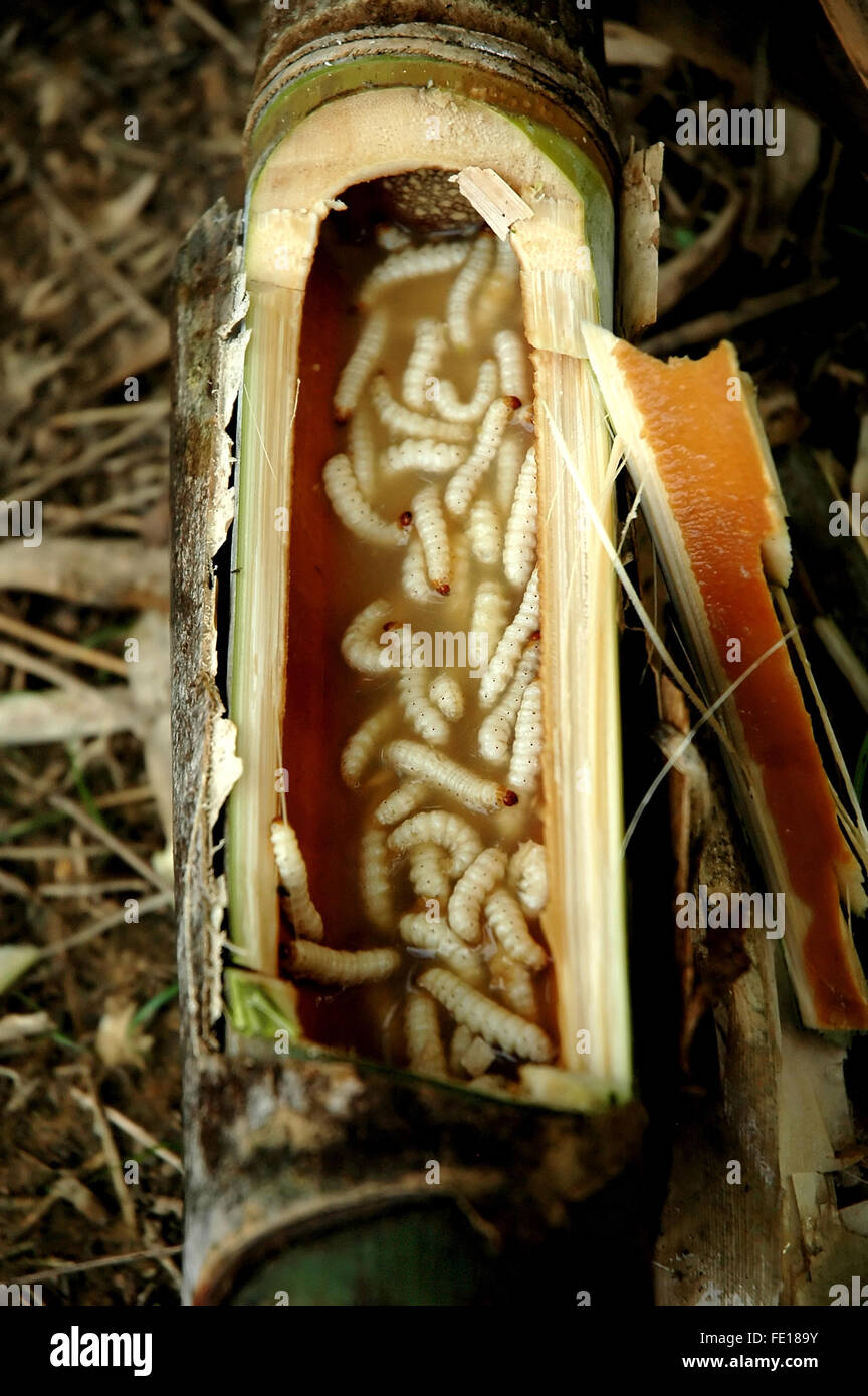 Omphisa fuscidentalis hi-res stock photography and images - Alamy
