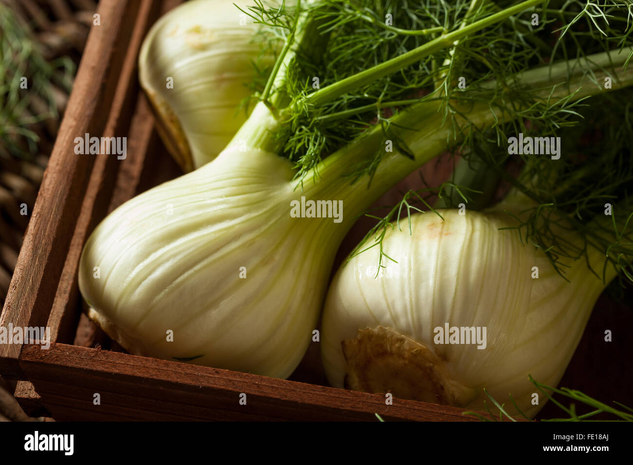 Bunch of fennel hi-res stock photography and images - Alamy