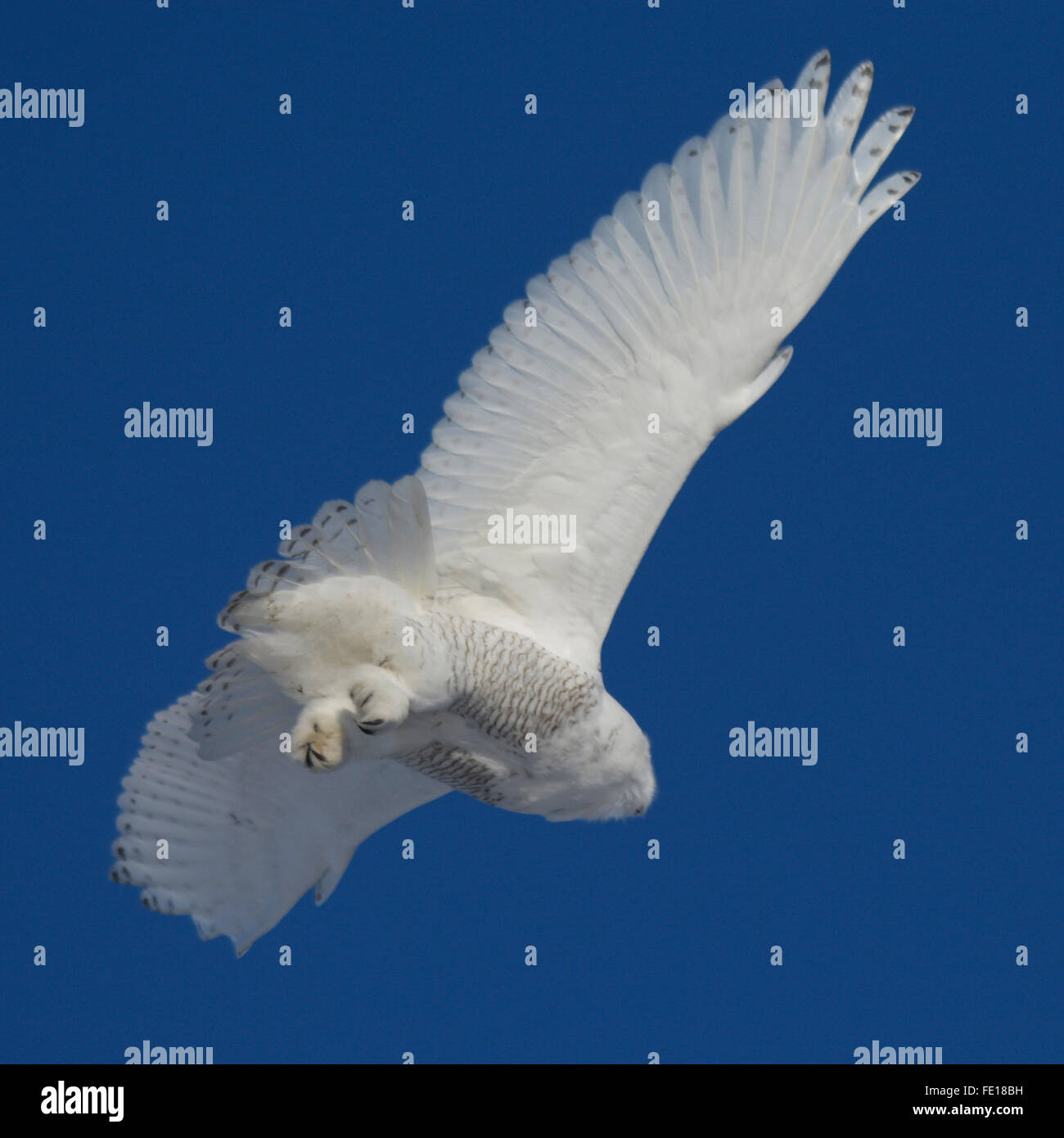 Underside view of a bird hi-res stock photography and images - Alamy
