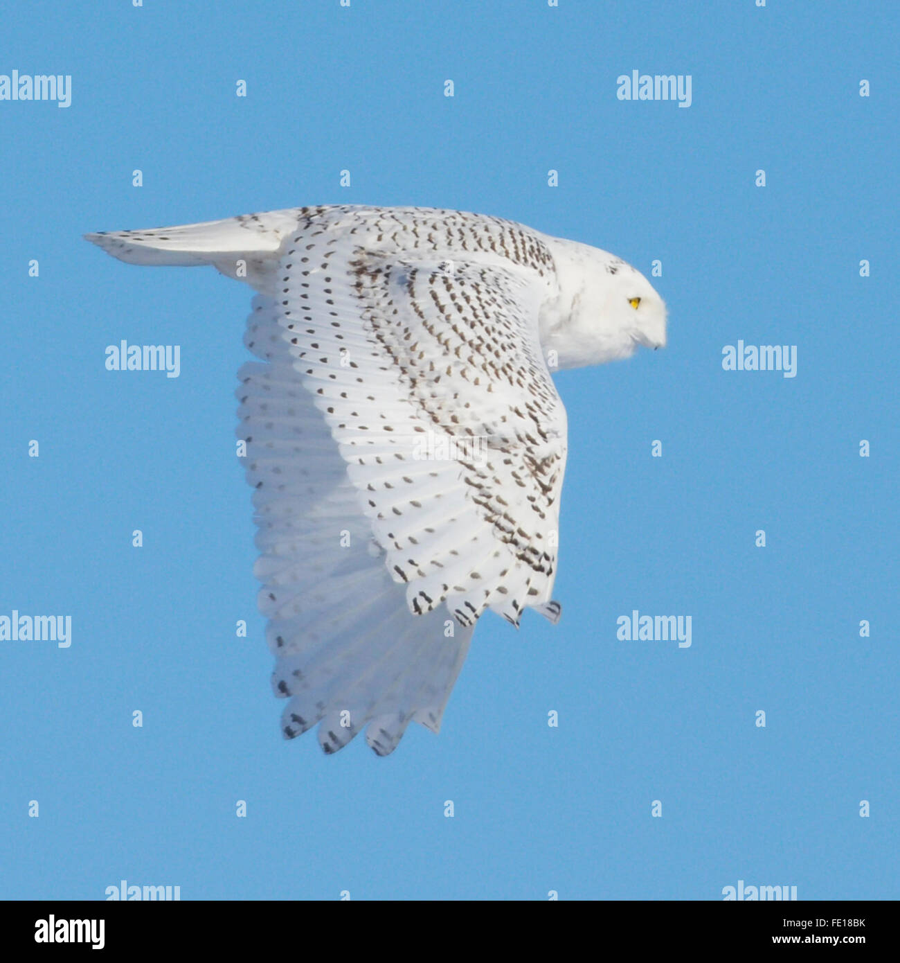 Snowy owl in flight profile blue sky Stock Photo - Alamy