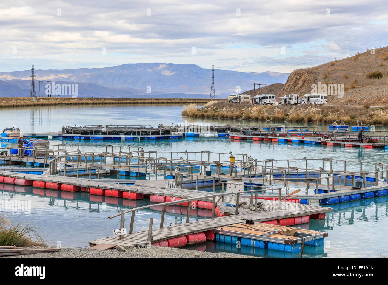 Salmon Fish Farm New Zealand at Margaret Cass blog
