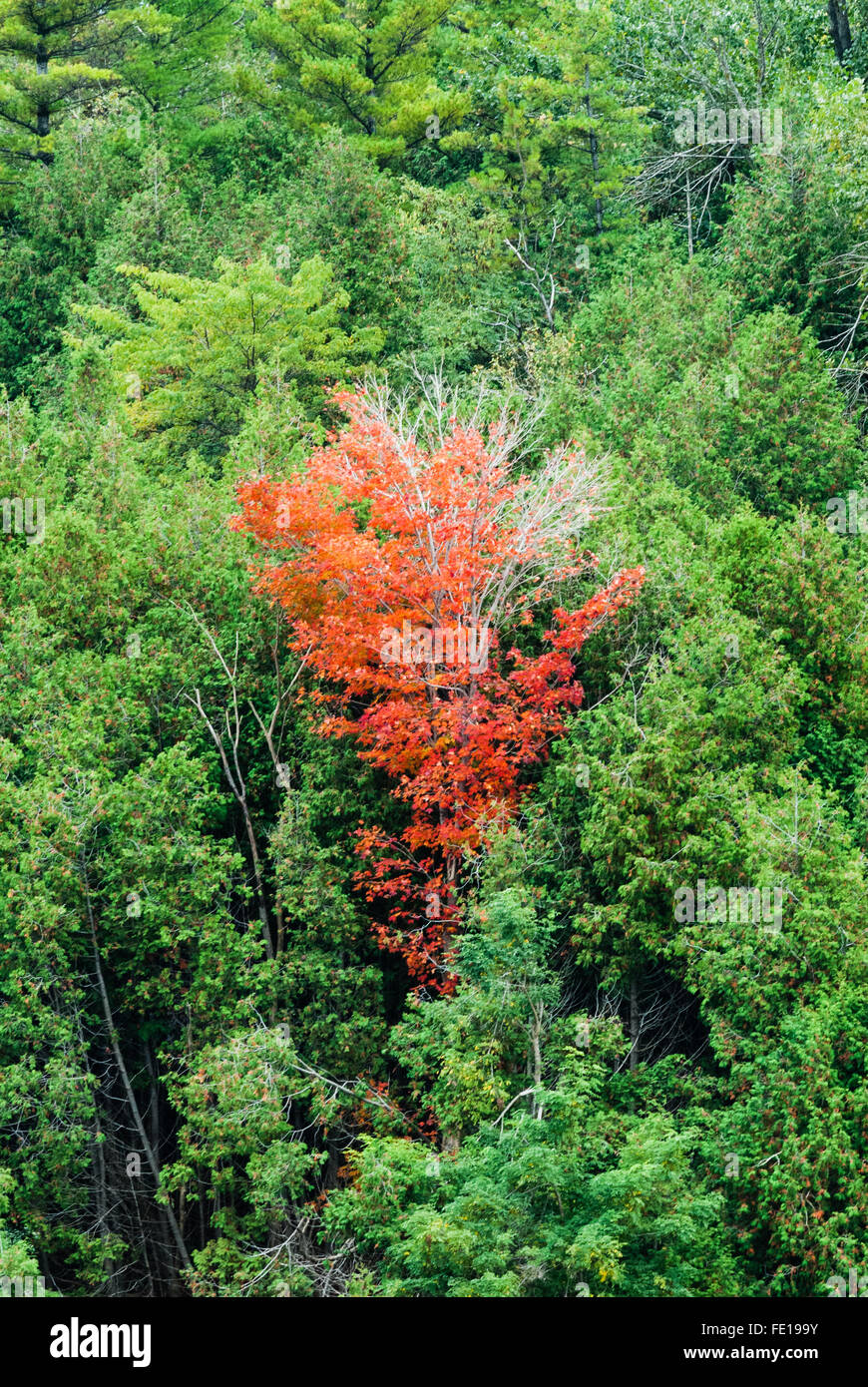 Single red tree standing out in lush forest of green trees in autumn ...