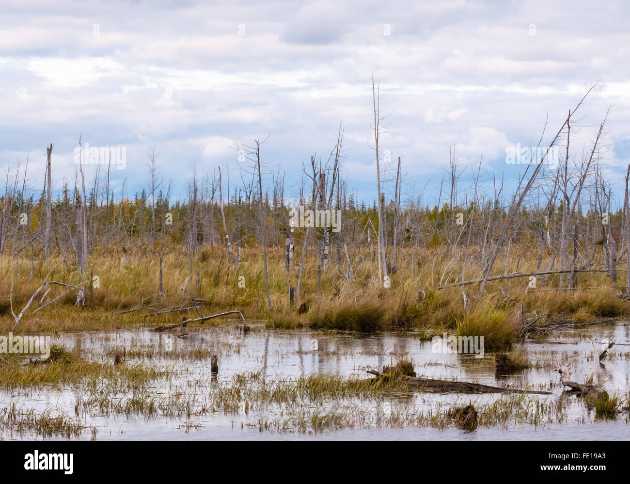 Dead tree stumps in water hi-res stock photography and images - Alamy