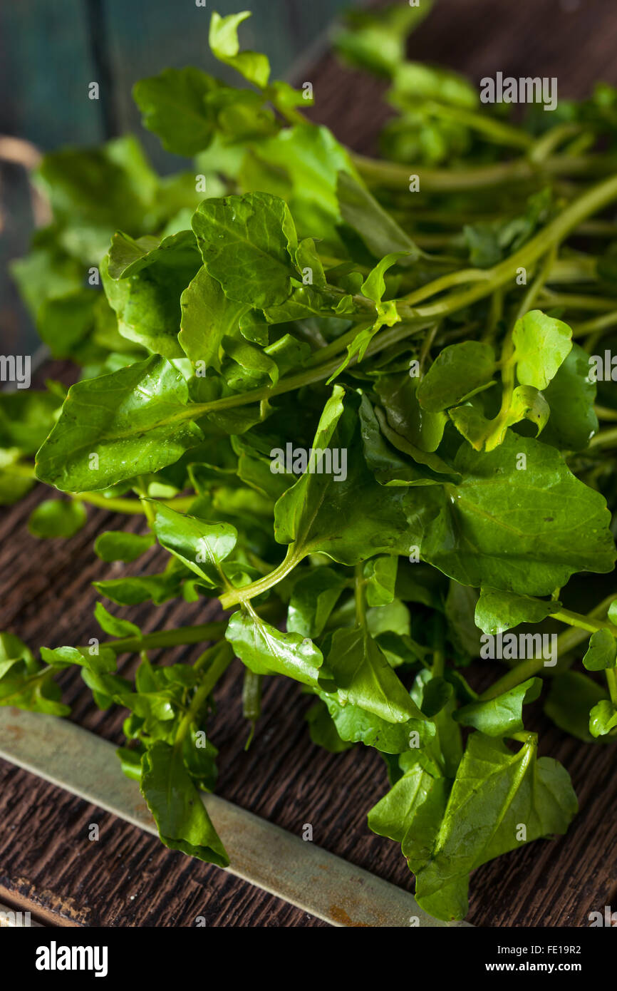 Watercress plant hi-res stock photography and images - Alamy