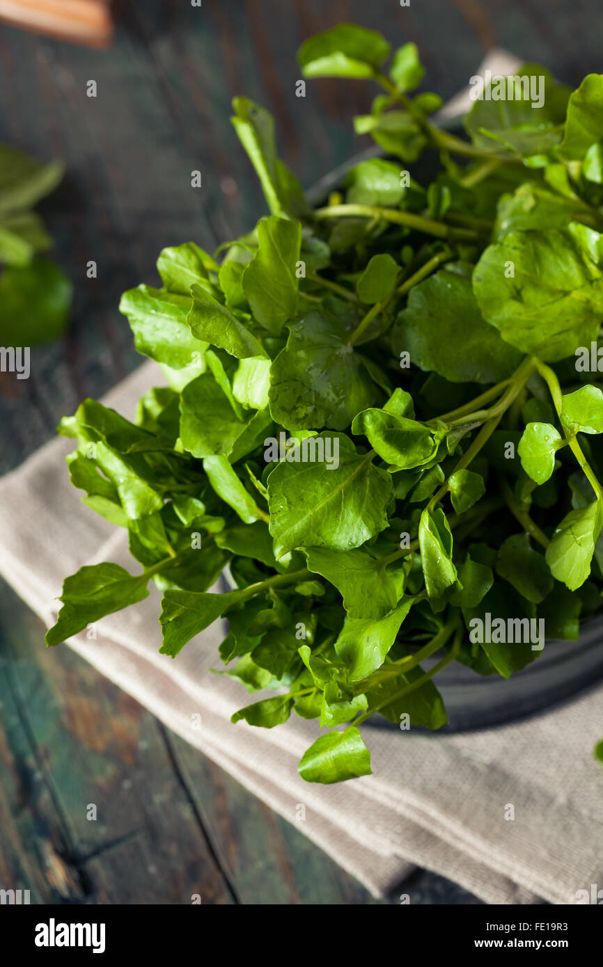 Watercress water cress bunch hi-res stock photography and images - Alamy