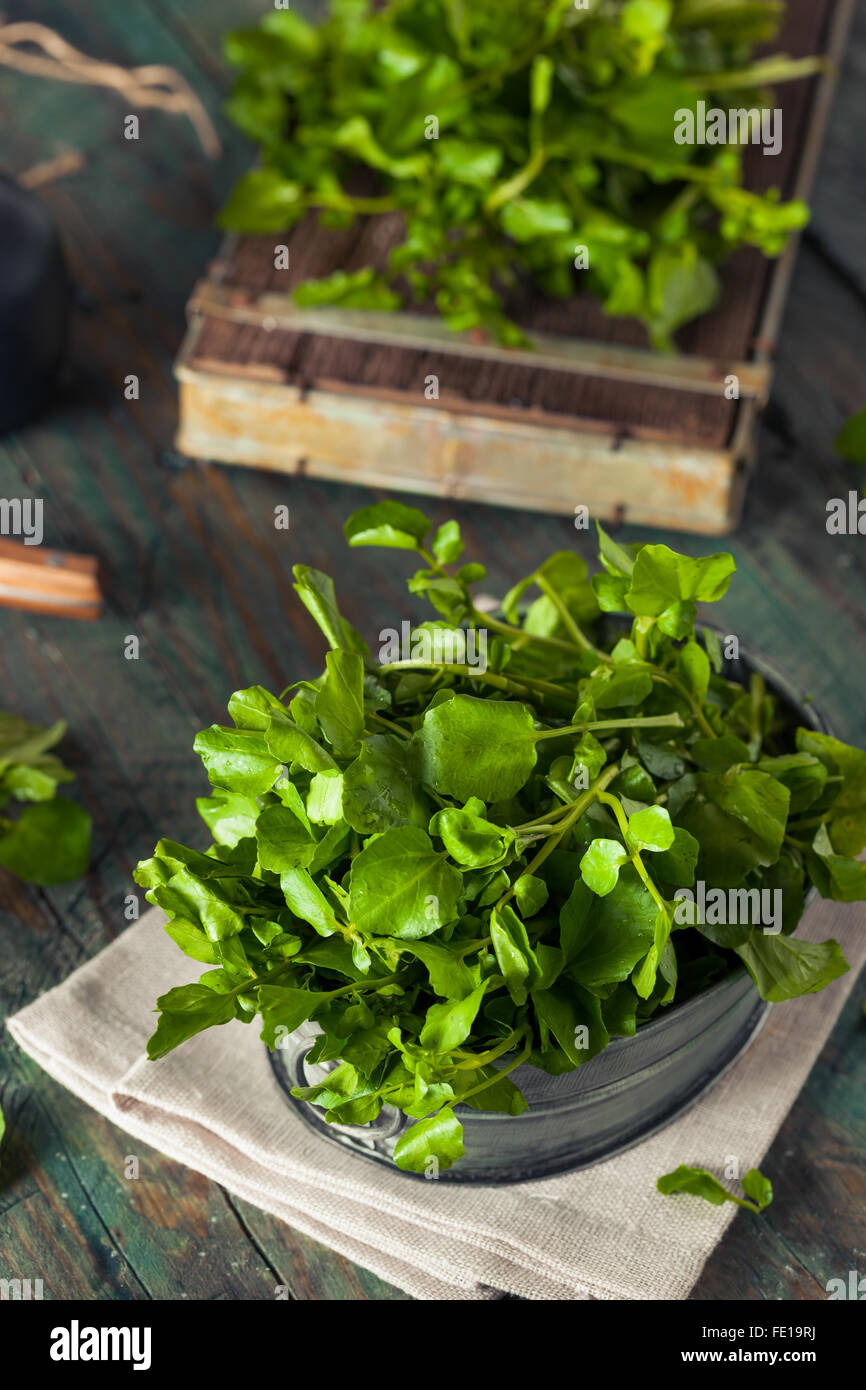 Raw Organic Green Watercress Ready to Use Stock Photo - Alamy