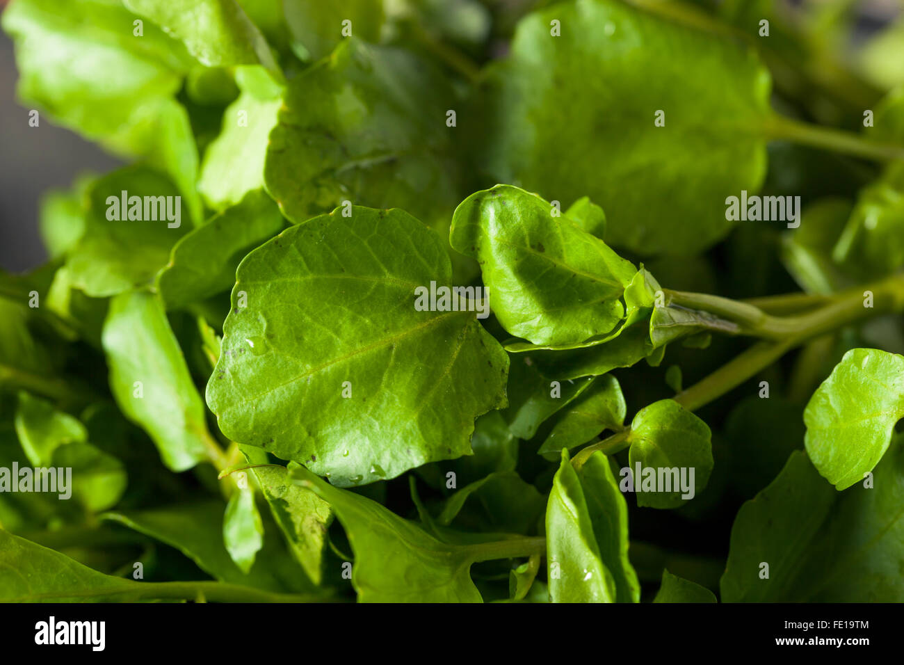 Watercress water cress bunch hi-res stock photography and images - Alamy
