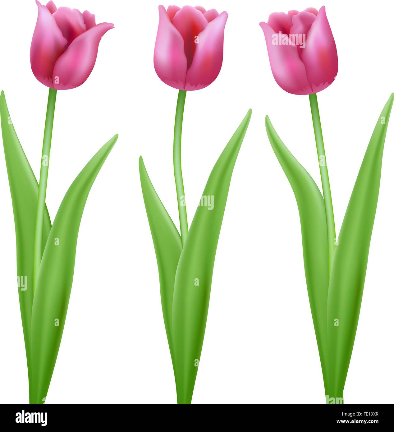 three pink cartoon vector tulips Stock Vector Image & Art - Alamy