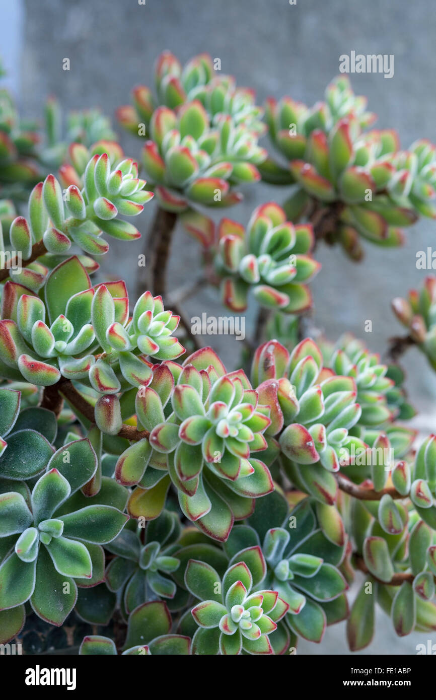 Close-up of drought-tolerant succulents growing in xeriscape garden ...