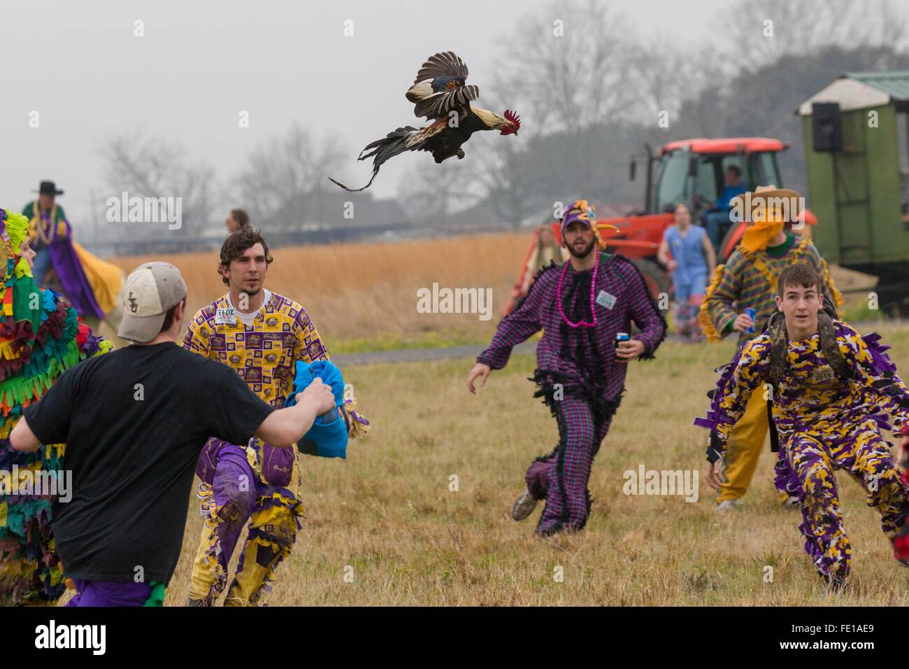 Revelers dive to capture a live chicken during the traditional Cajun ...
