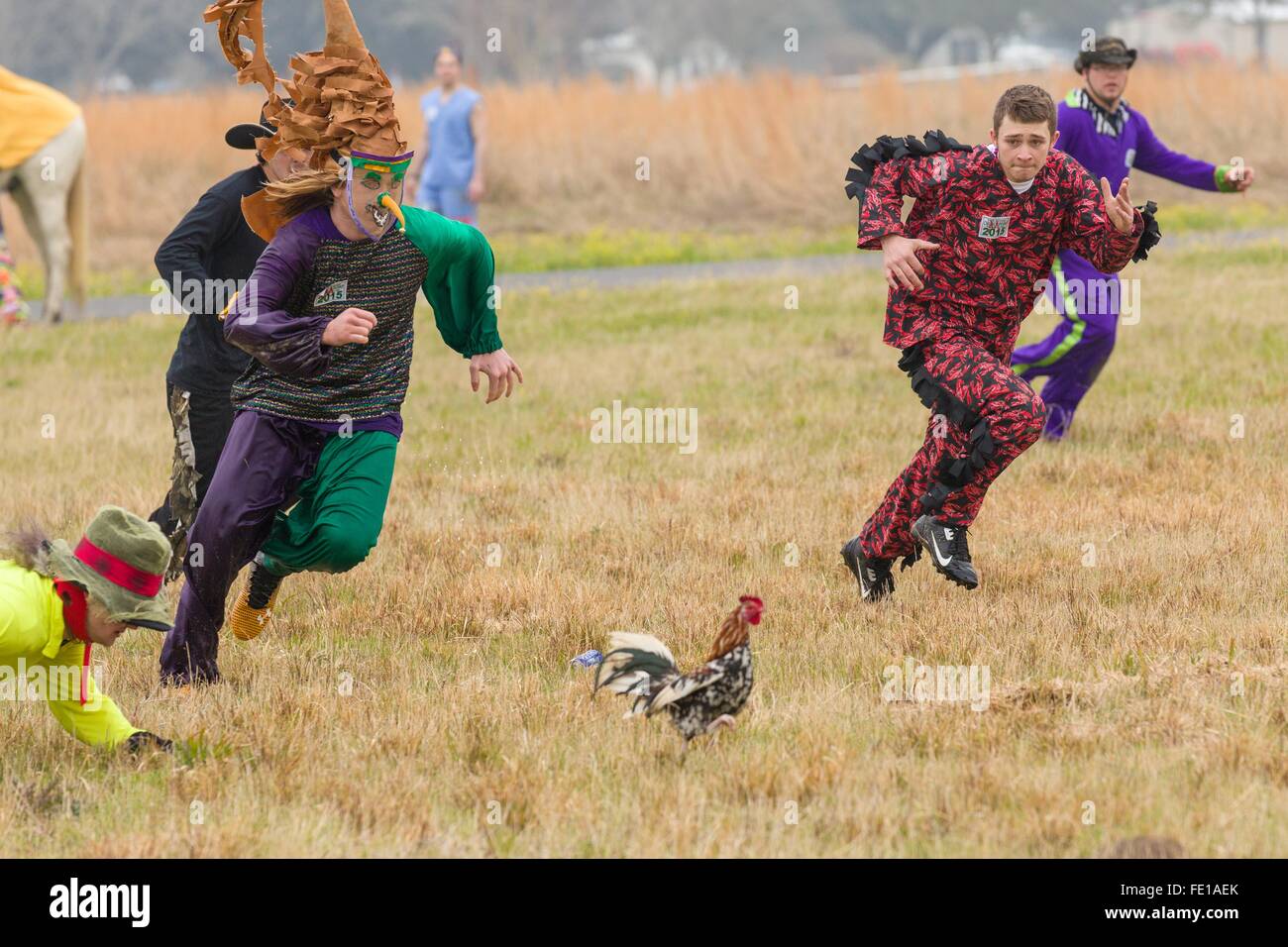 Revelers dive to capture a live chicken during the traditional Cajun ...
