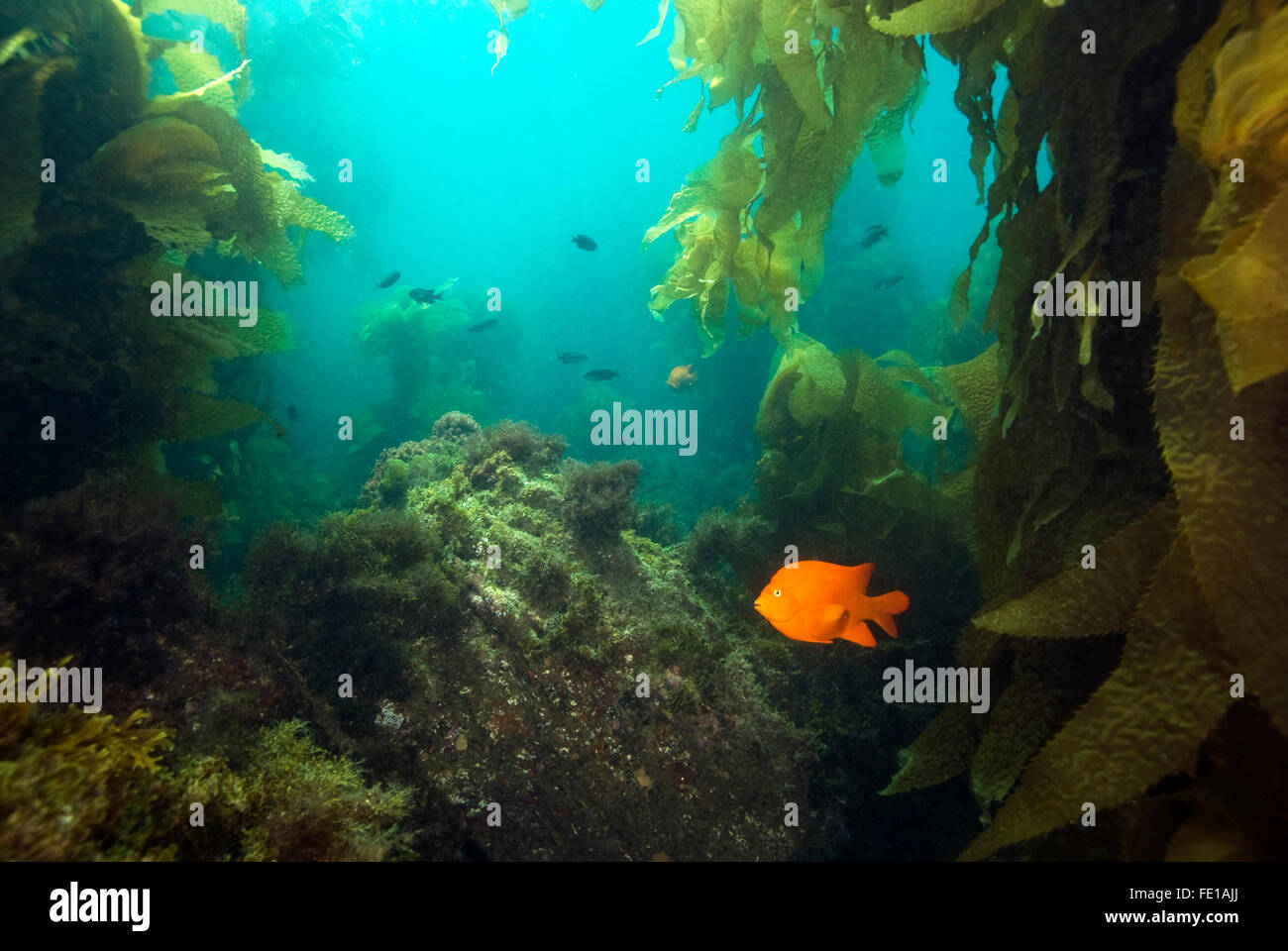 Seaweed and Garibaldi fish at California underwater kelp forest Stock ...