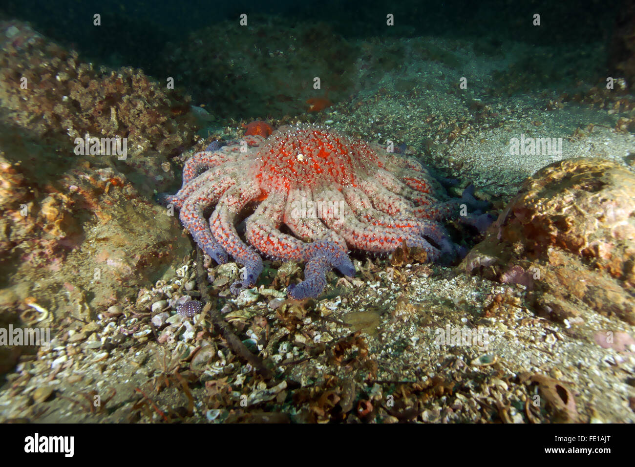 Starfish and sun star at California underwater reef Stock Photo - Alamy