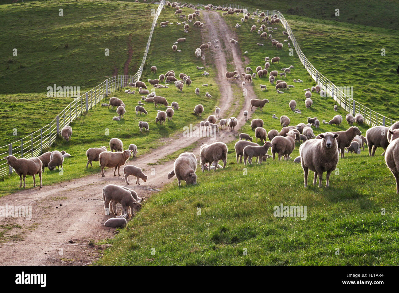 Australian sheep hi-res stock photography and images - Alamy