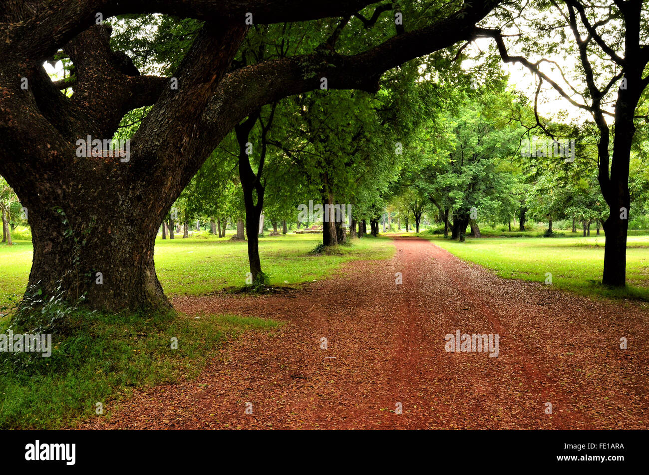 road in a garden with tree and green grass Stock Photo - Alamy
