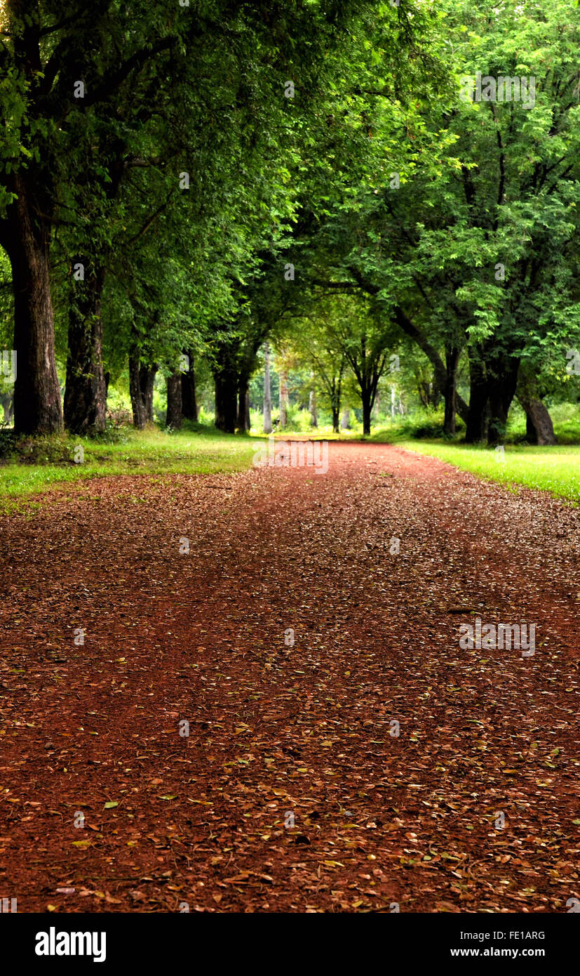 road in a garden with tree and green grass Stock Photo - Alamy