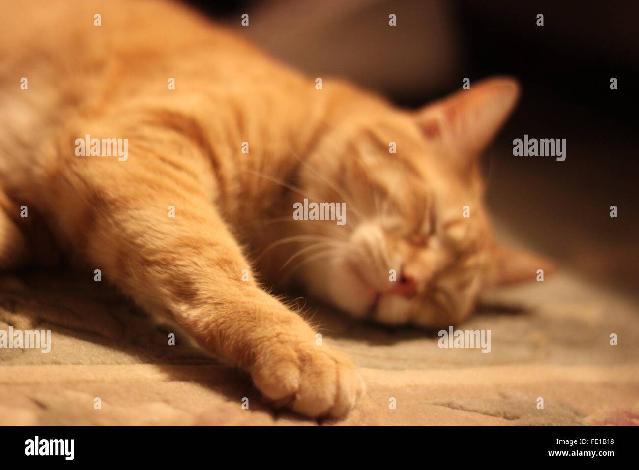 Orange tabby cat enjoying nap on rug in warm light Stock Photo - Alamy