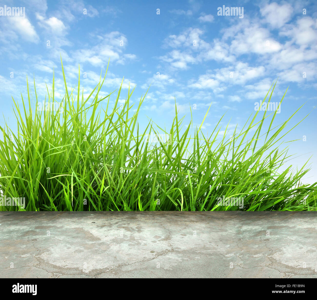fresh spring green grass and concrete floor Stock Photo - Alamy