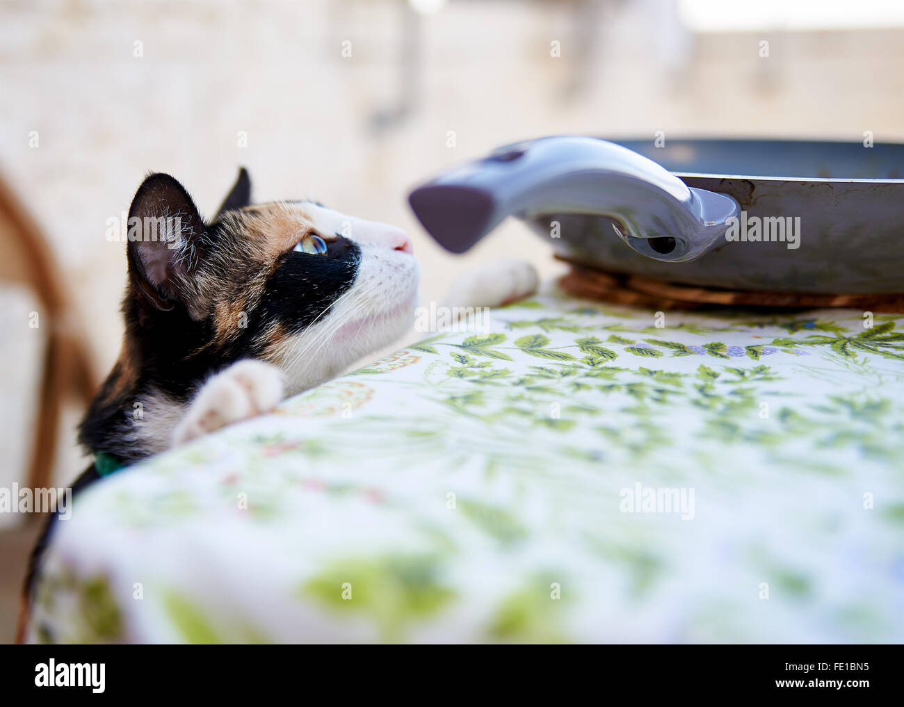 Cat table food hi-res stock photography and images - Alamy