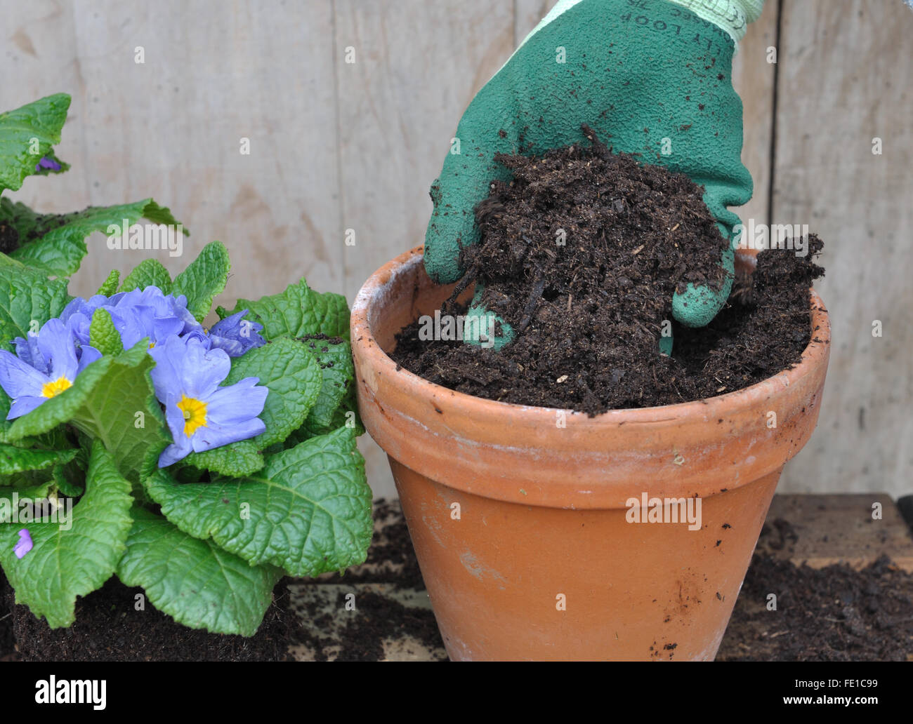 gloved hand pouring potting soil in a flower pot Stock Photo - Alamy