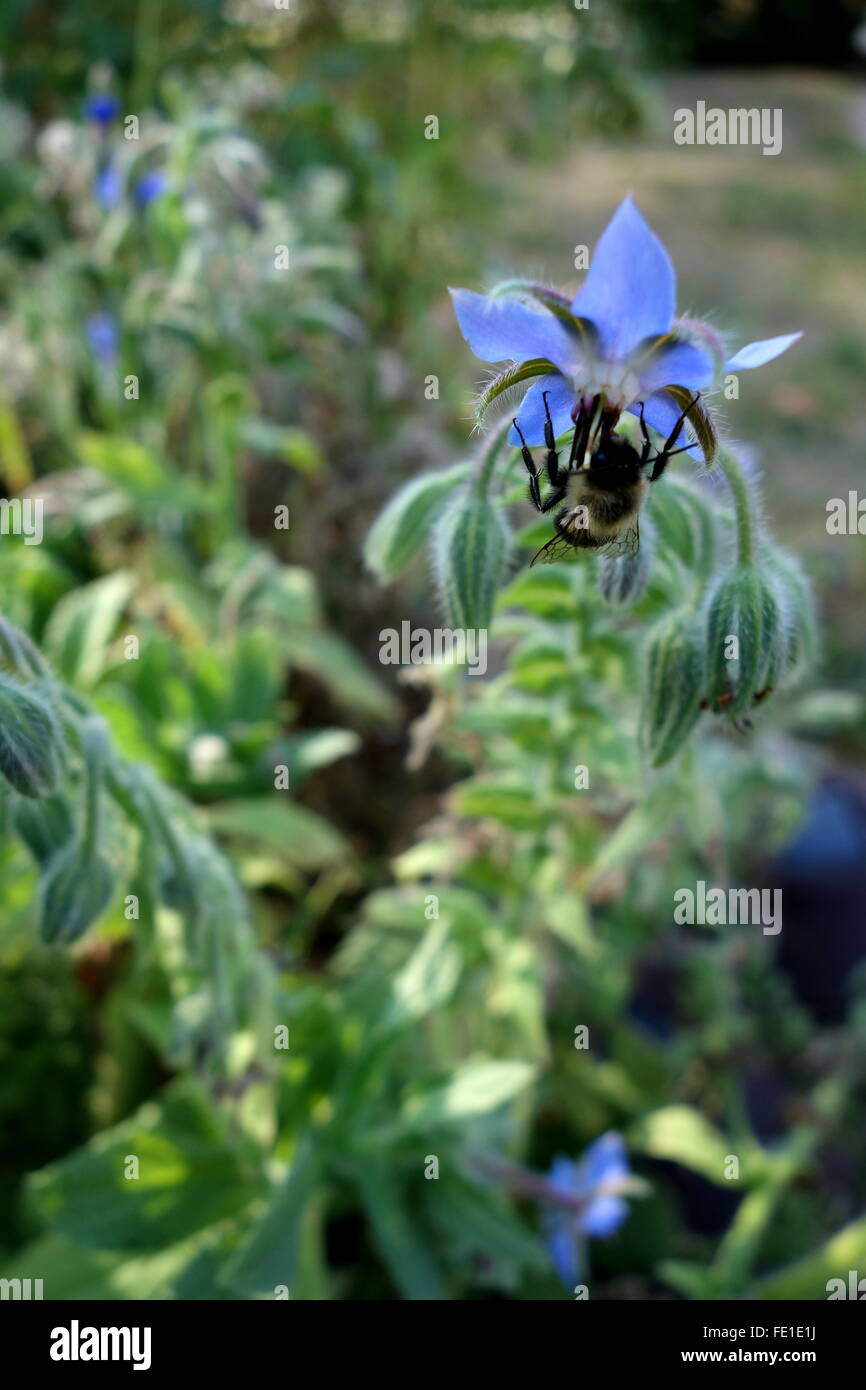 Bee pollinating Borage flowers Stock Photo - Alamy