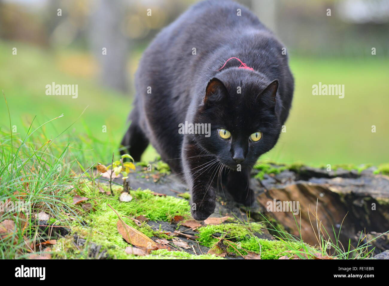 Cat, black, pet Stock Photo - Alamy
