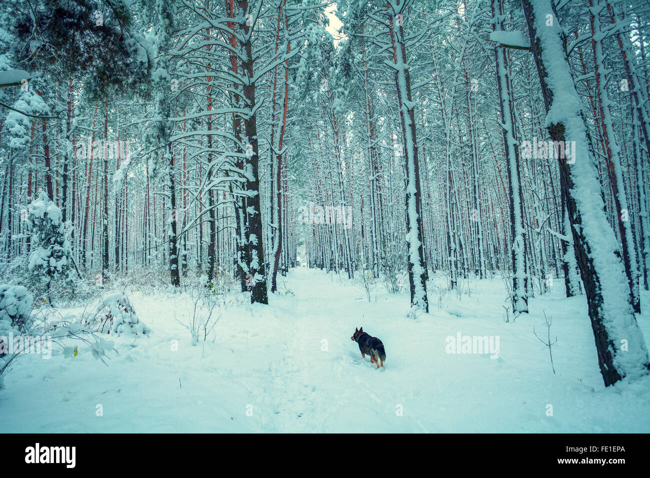 Dog running in the winter forest Stock Photo - Alamy