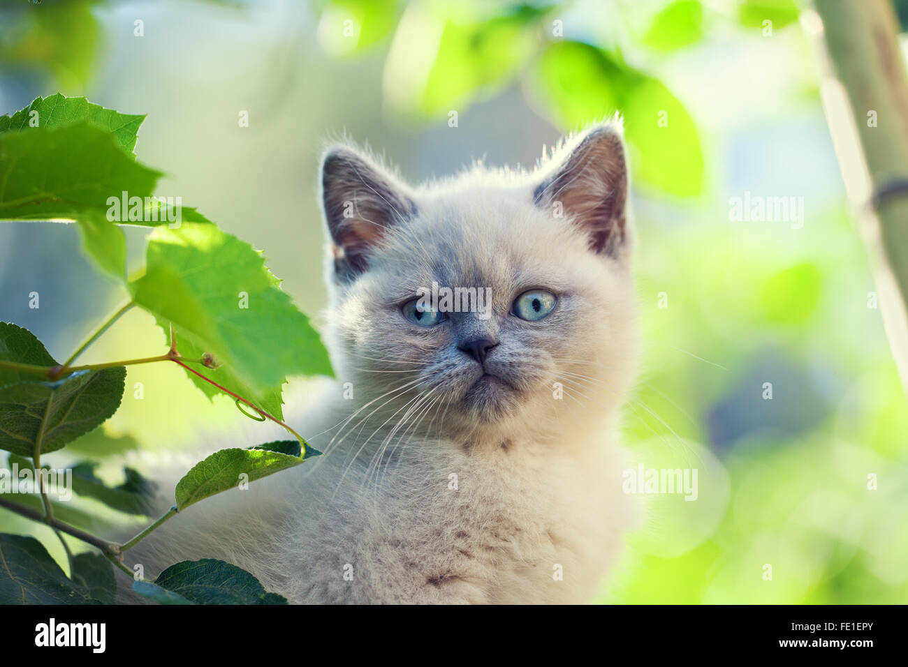 Portrait of little kitten walking in the garden Stock Photo - Alamy