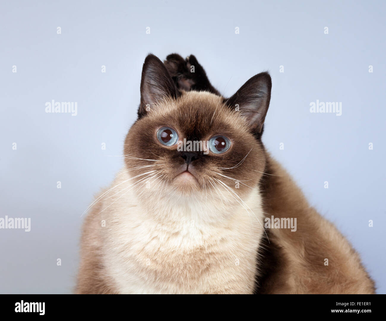 Portrait of siamese cat Stock Photo - Alamy