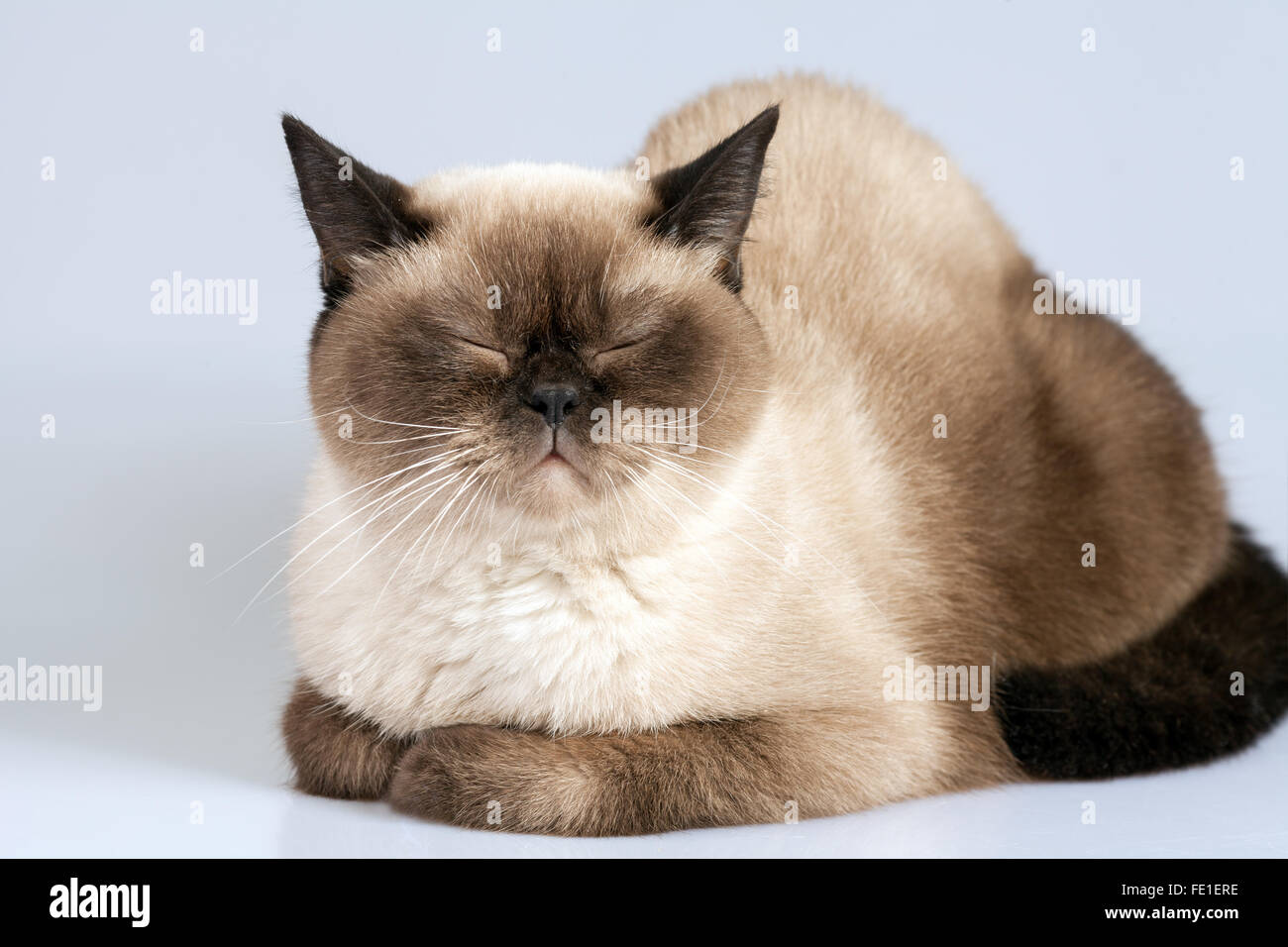 Portrait of siamese cat Stock Photo - Alamy