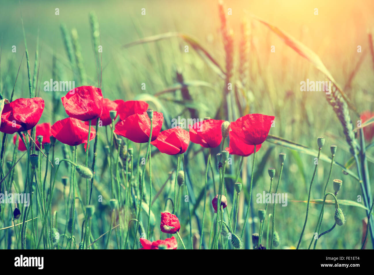 Sunset over poppies field Stock Photo - Alamy
