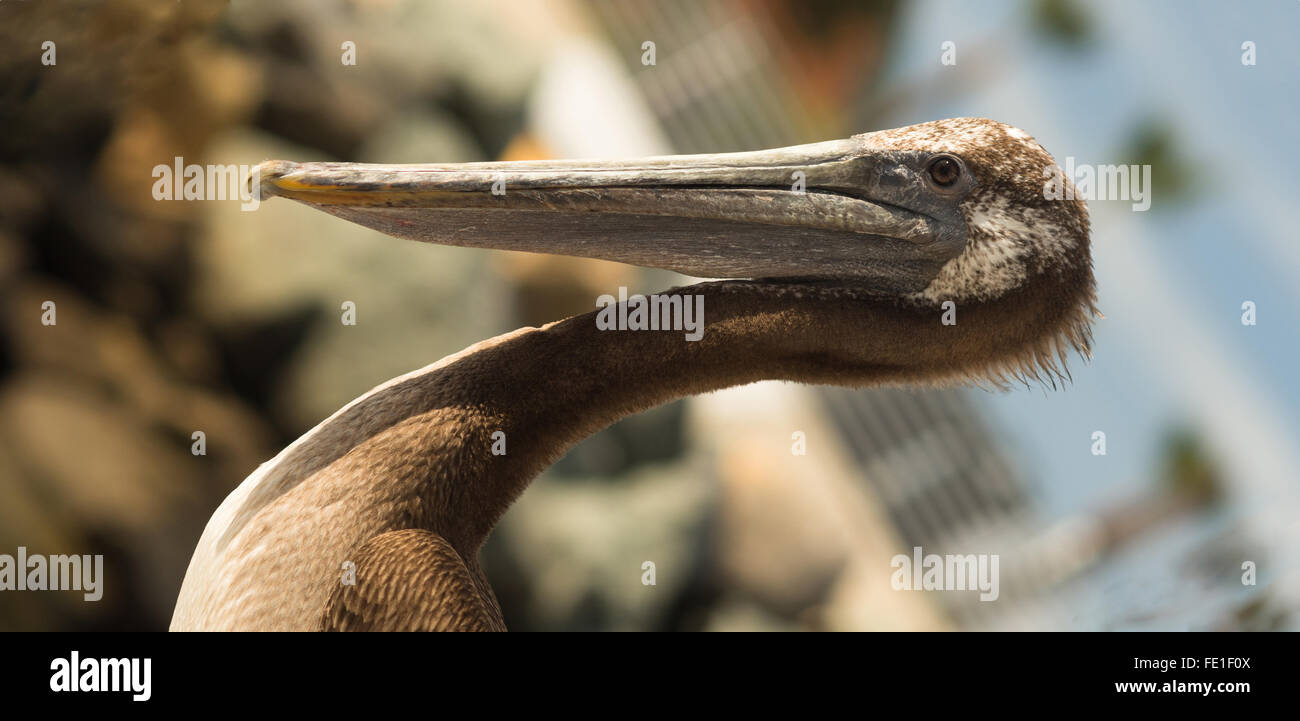 Brown Wild Pelican Bird San Diego Marina Animal Feathers Stock Photo ...