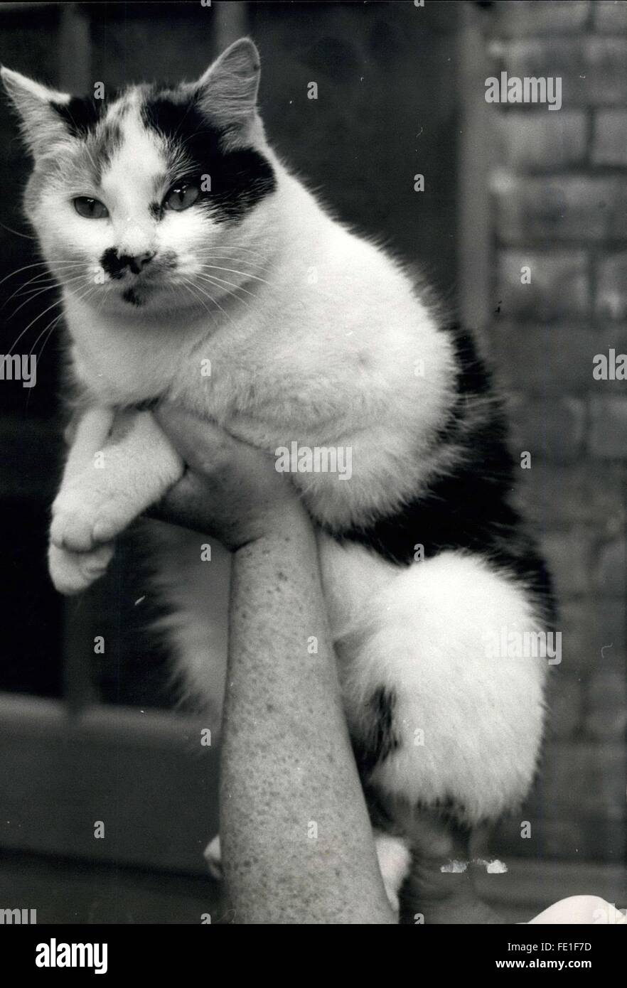 Male Tortoiseshell Cat