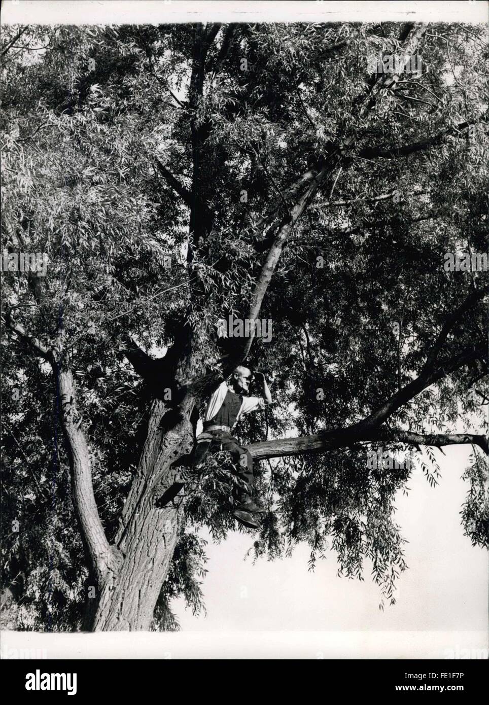 1958 - ''Tarzan'' Gunnell looks out down river: From way up the Willow ...