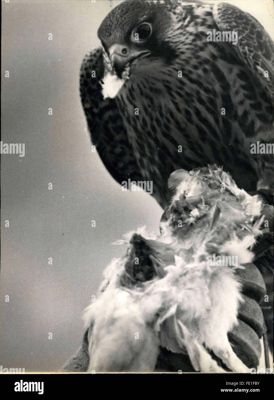 1954 - Hunting With Falcons: The sport of hunting with falcons is very ...