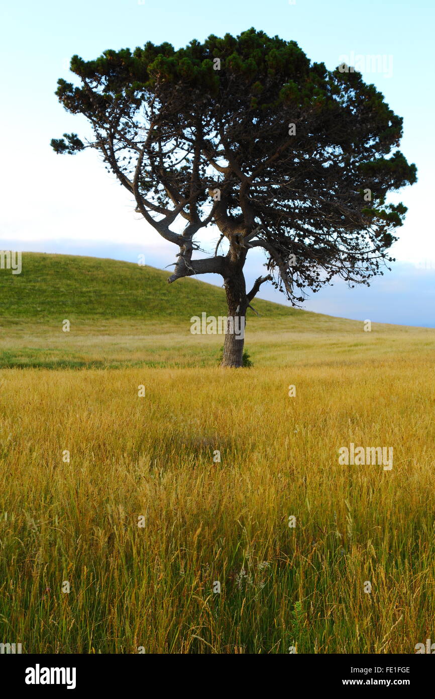 A lone tree in a meadow of tall golden and green grass at Kaikoura, New ...