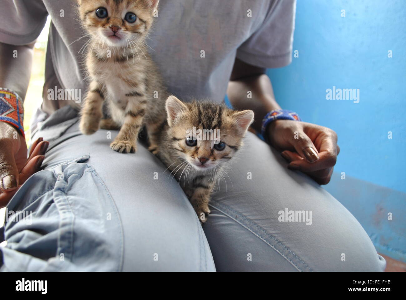 Cat on lap hi-res stock photography and images - Alamy