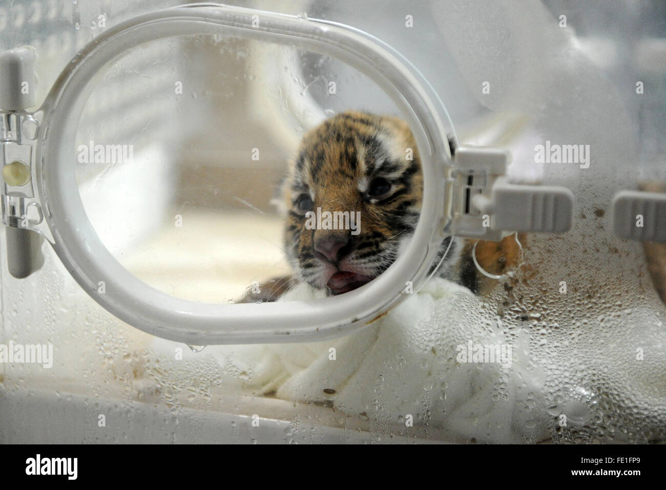 Tiger cub born in zoo hi-res stock photography and images - Alamy