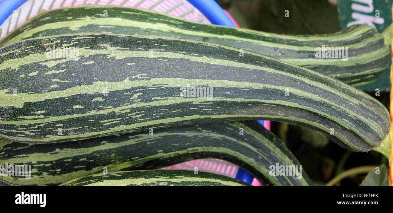 Cucurbita pepo, cultivar PUSA Alankar of squash, with flask shaped ...