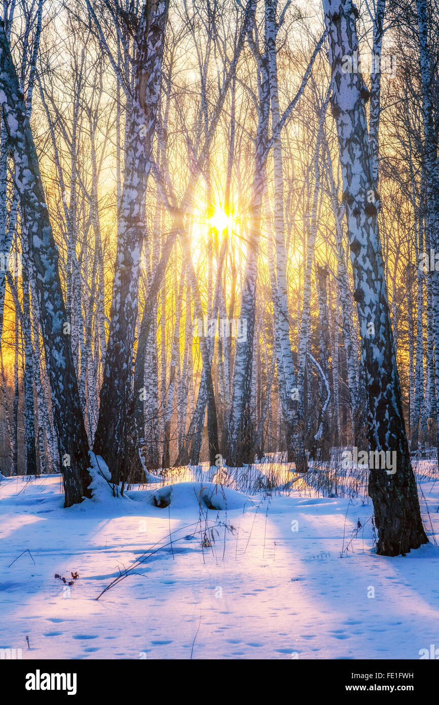 Siberia Winter High Resolution Stock Photography and Images - Alamy