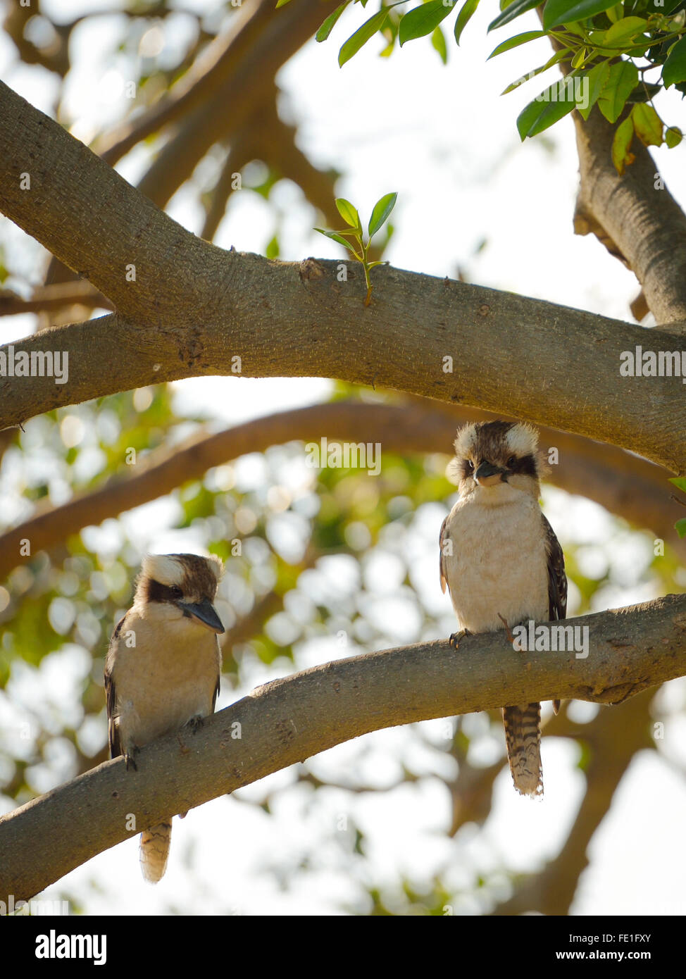 Kookaburra, bird -- Australian laughing kookaburra Stock Photo - Alamy