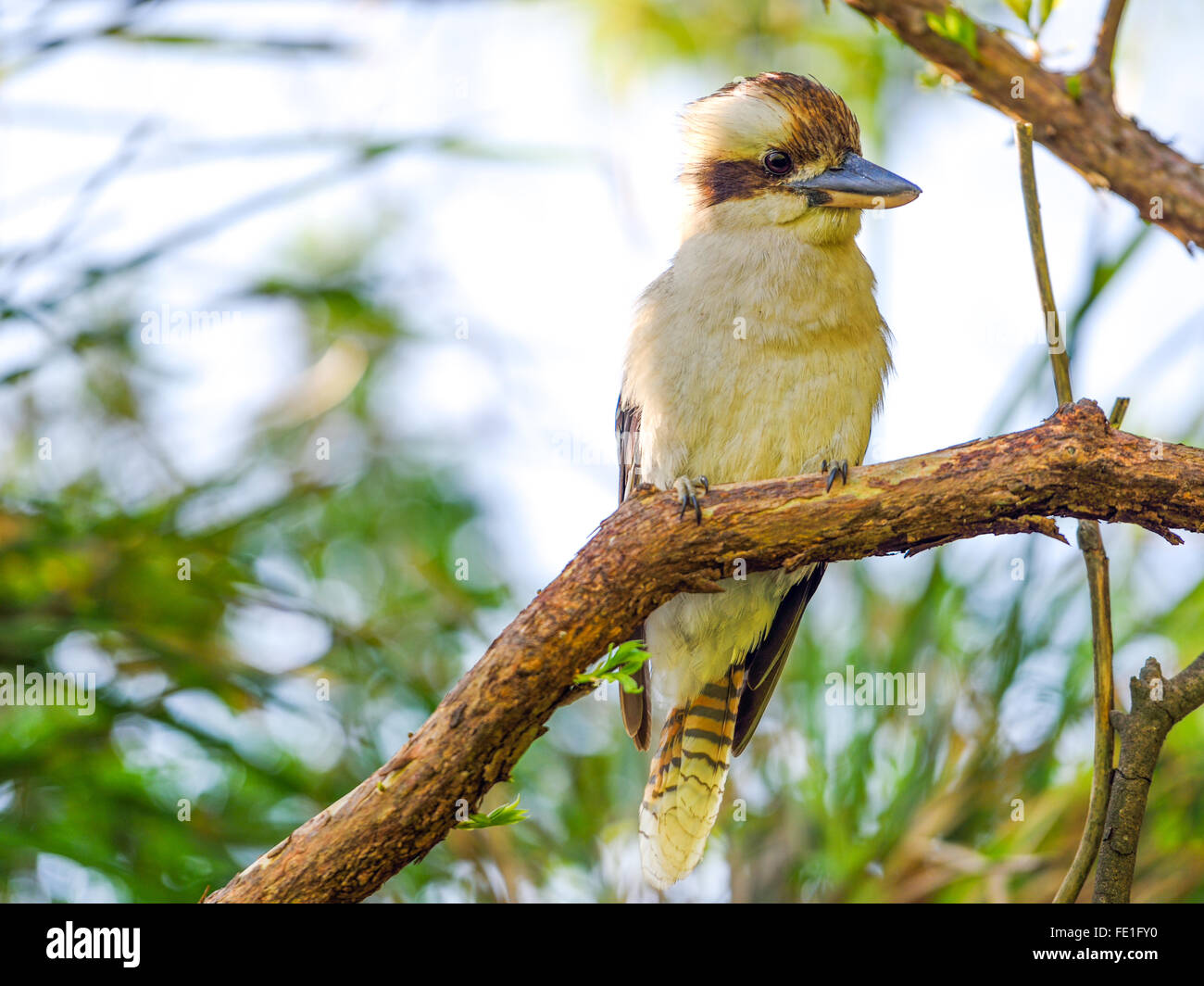Australian backyard birds hi-res stock photography and images - Alamy