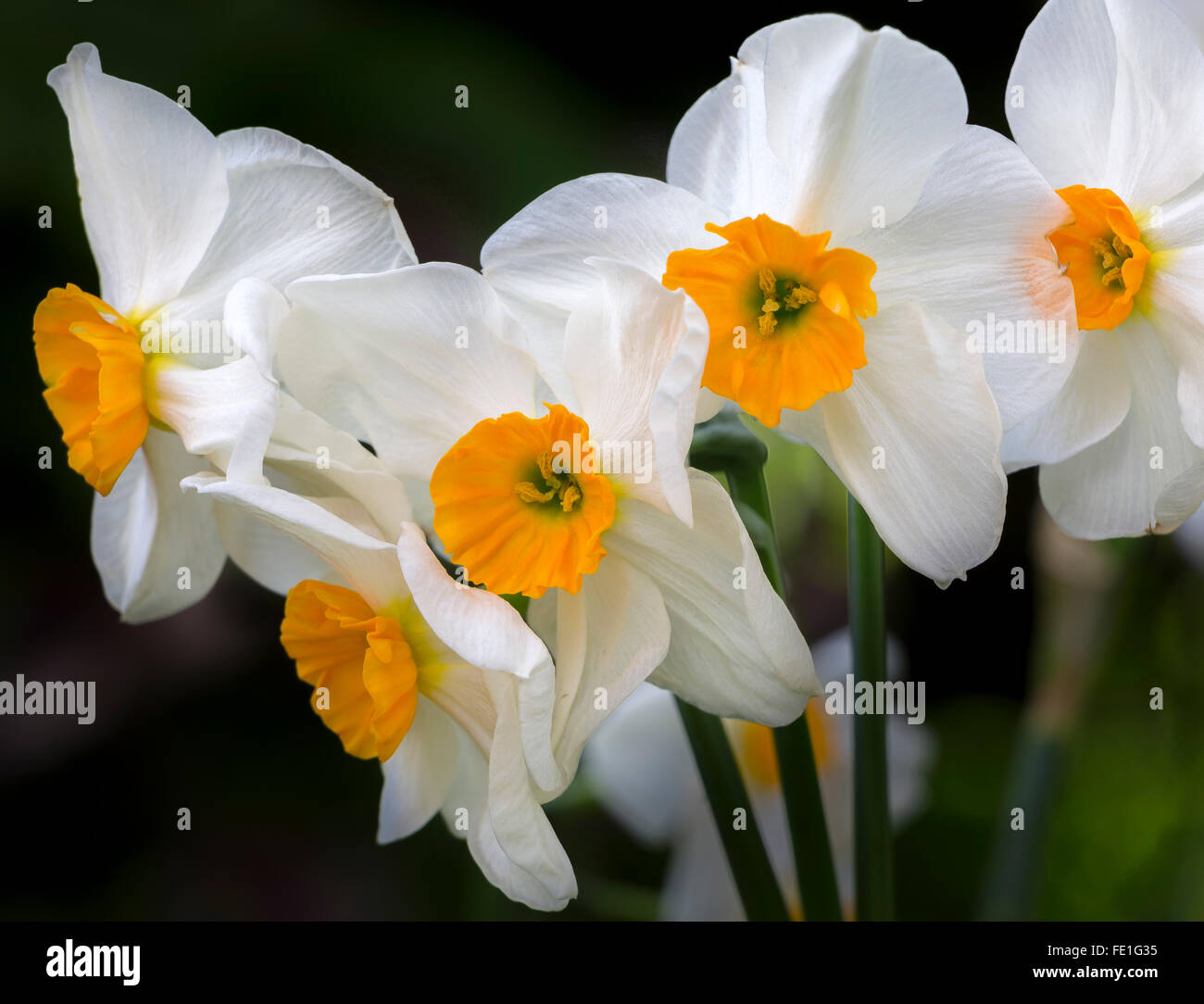 Daffodil Narcissus Geranium Narcissus Geranium Stock Photos & Daffodil ...