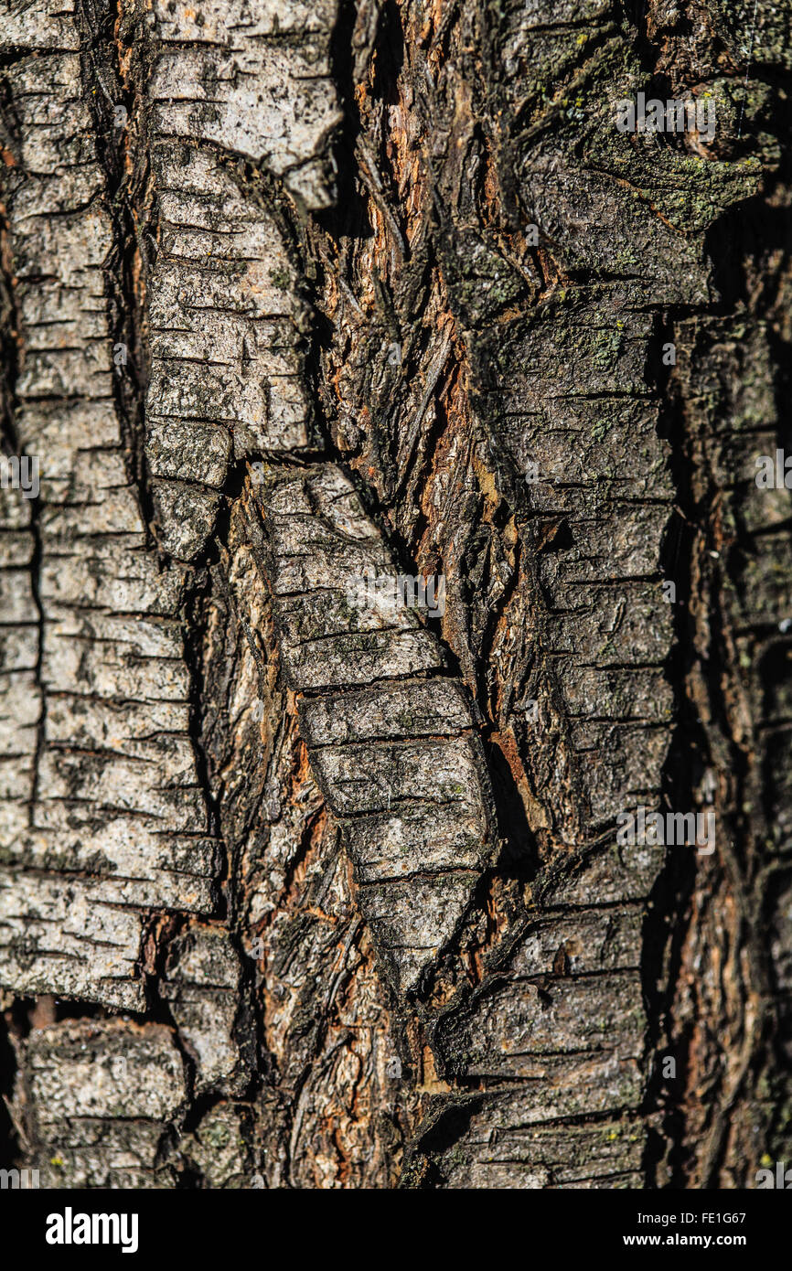 tree bark photo Stock Photo - Alamy