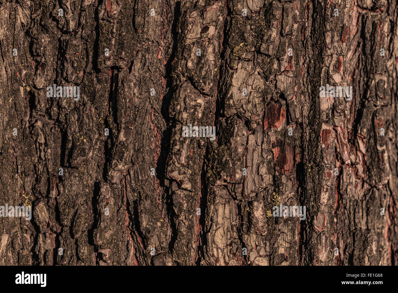 tree bark photo Stock Photo - Alamy