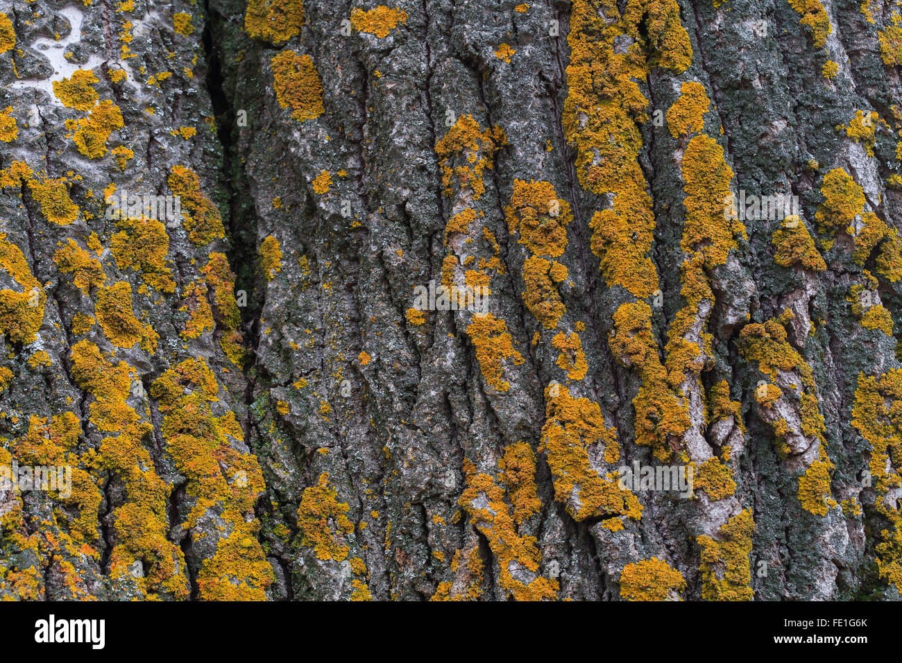 moss on tree bark Stock Photo - Alamy