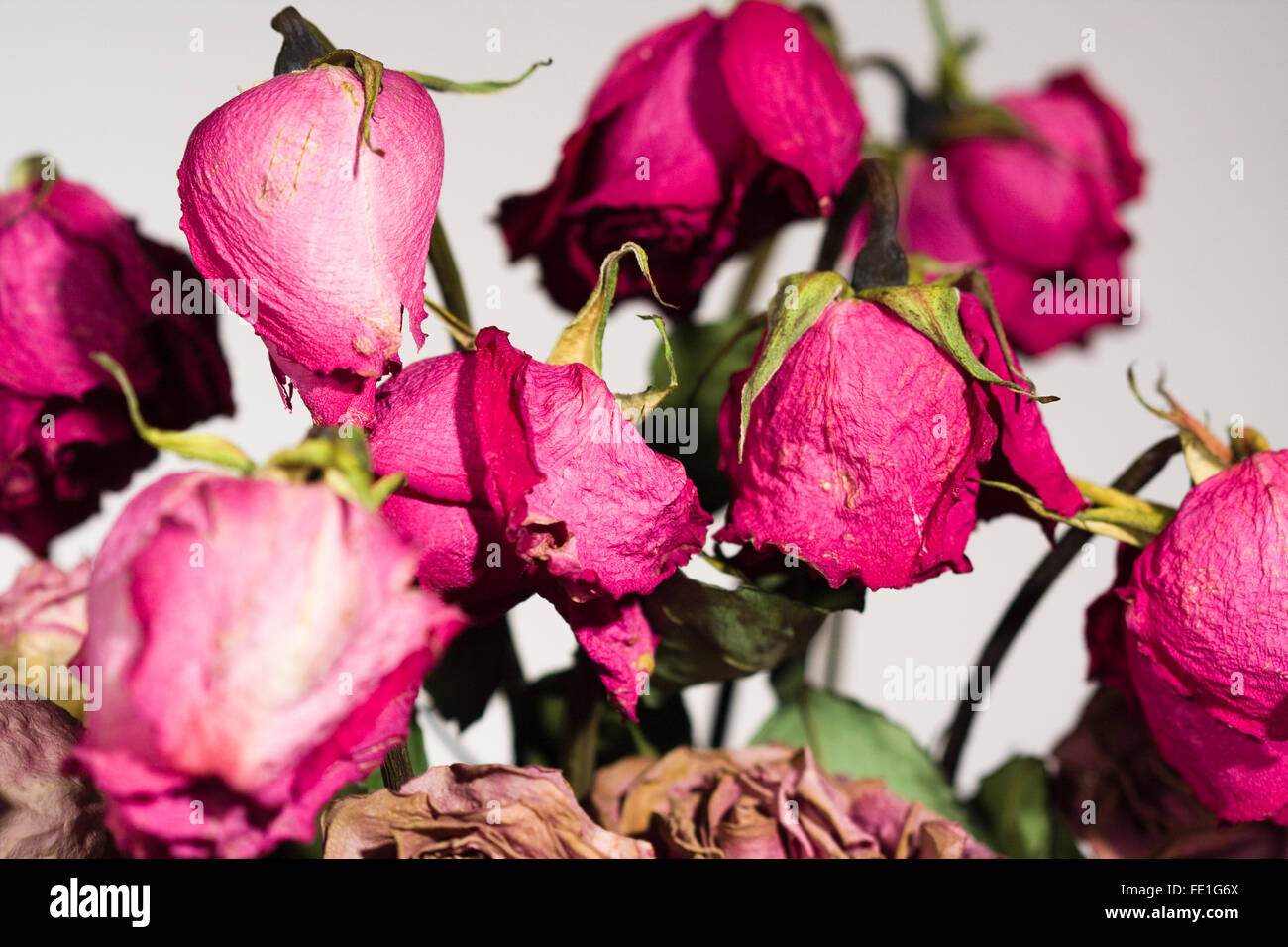 Dead and dried red rose petals and stems Stock Photo - Alamy